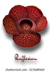 Rafflesia Flower Solid White Background Stock Photo 2176689669 ...