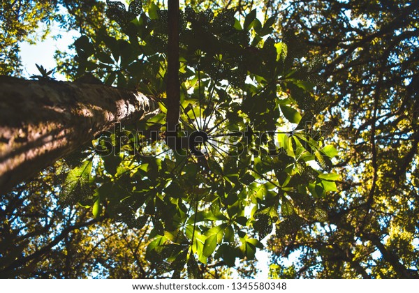 Rain Forest Tree Canopy Stock Photo 1345580348 | Shutterstock