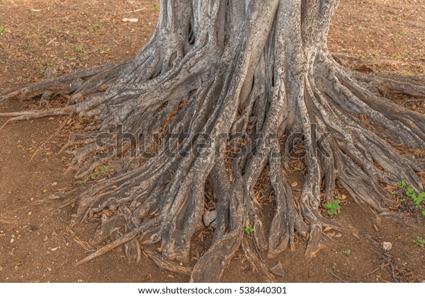 Rain Forest Tree Roots Trunk Stock Photo 538440301 | Shutterstock