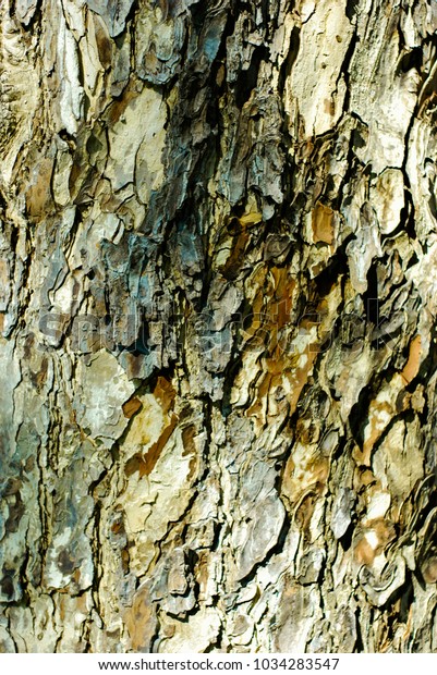 Rain Tree Bark Disintegration Time Battered Stock Photo 1034283547 ...