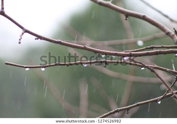 Rain Tree Branch Stock Photo 1274526982 | Shutterstock
