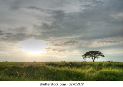 Rain Tree Sunset Background Foto stock 82905379 | Shutterstock