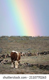 2,138 Cow rainbow Images, Stock Photos & Vectors | Shutterstock