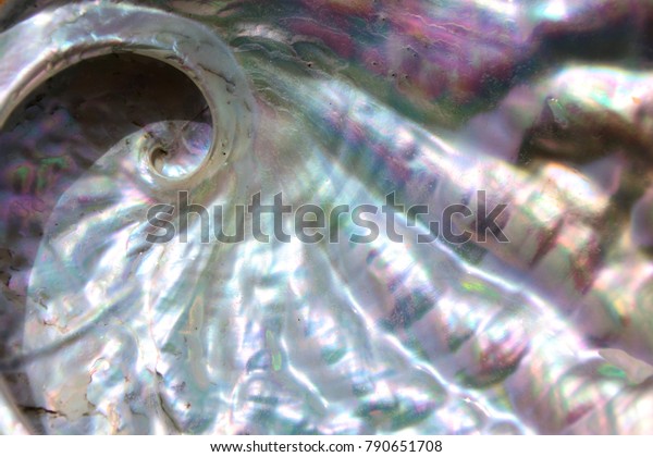 Rainbow Colour Abalone Shell Stock Photo 790651708 | Shutterstock