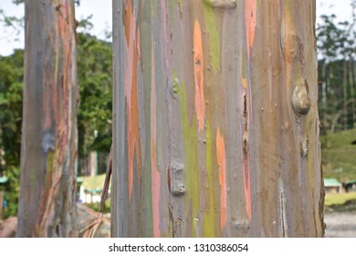 Rainbow Eucalyptus Tree Stock Photo 1310386054 | Shutterstock