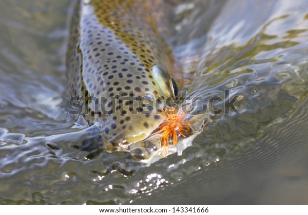 Rainbow Fly Stock Photo 143341666 | Shutterstock