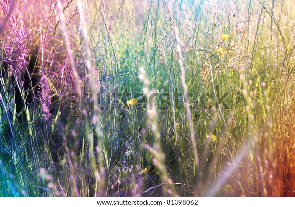Rainbow Grass Stock Photo 81398062 | Shutterstock
