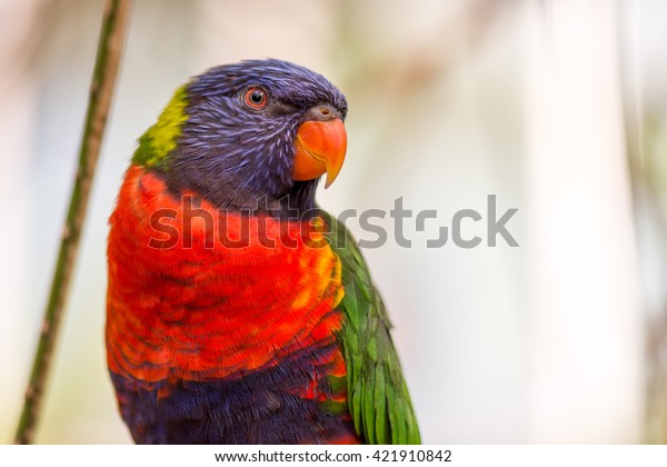 4,860 Lori Bird Images, Stock Photos & Vectors | Shutterstock