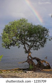 54,603 Trees Growing On Rocks Images, Stock Photos & Vectors | Shutterstock