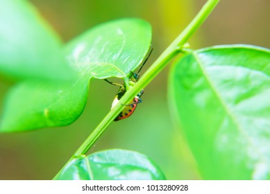 202 Rainbow shield bug Images, Stock Photos & Vectors | Shutterstock