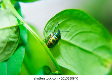 202 Rainbow shield bug Images, Stock Photos & Vectors | Shutterstock