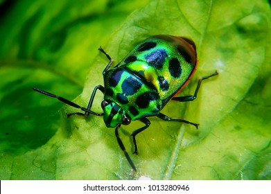 202 Rainbow shield bug Images, Stock Photos & Vectors | Shutterstock
