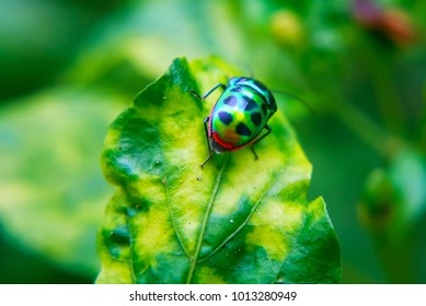 202 Rainbow shield bug Images, Stock Photos & Vectors | Shutterstock