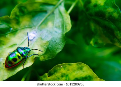 202 Rainbow shield bug Images, Stock Photos & Vectors | Shutterstock