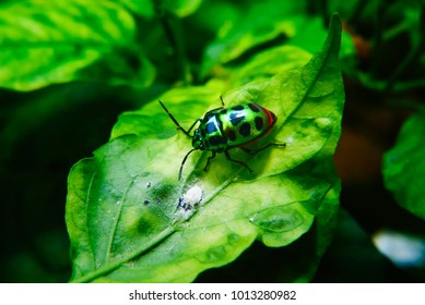 202 Rainbow shield bug Images, Stock Photos & Vectors | Shutterstock