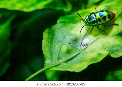 202 Rainbow shield bug Images, Stock Photos & Vectors | Shutterstock