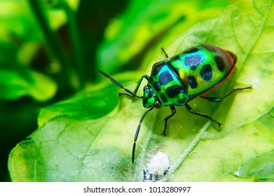202 Rainbow shield bug Images, Stock Photos & Vectors | Shutterstock