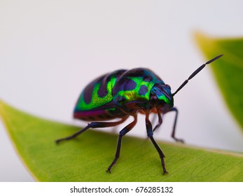 202 Rainbow shield bug Images, Stock Photos & Vectors | Shutterstock