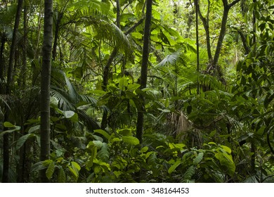 11,687 Amazon rainforest vegetation Images, Stock Photos & Vectors ...