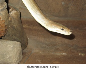 Olive python : 448 images, photos et images vectorielles de stock ...