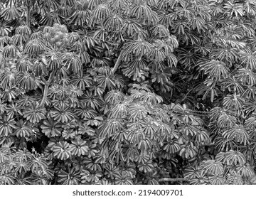 Rainforest Tree Leaf Canopy Viewed Above Stock Photo 2194009701 ...