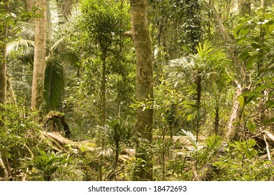 Rainforest Window Stock Photo (Edit Now) 18472693
