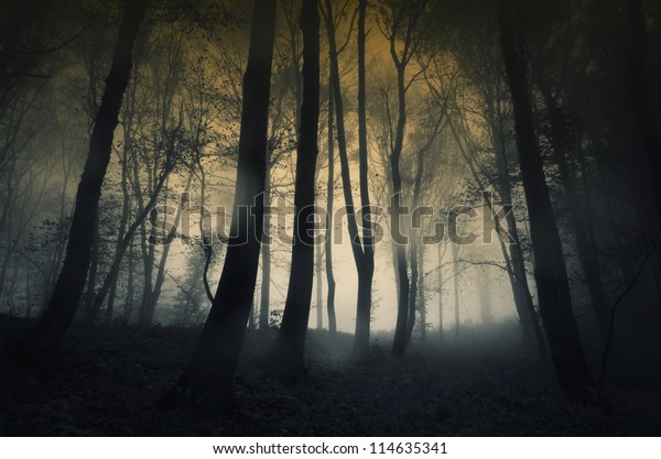 Rainy Dark Forest Sunset Stock Photo (Edit Now) 114635341