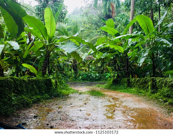 Rainy Mud Path Stock Photo (Edit Now) 1125103172