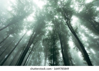 192,766 Rainy trees Images, Stock Photos & Vectors | Shutterstock