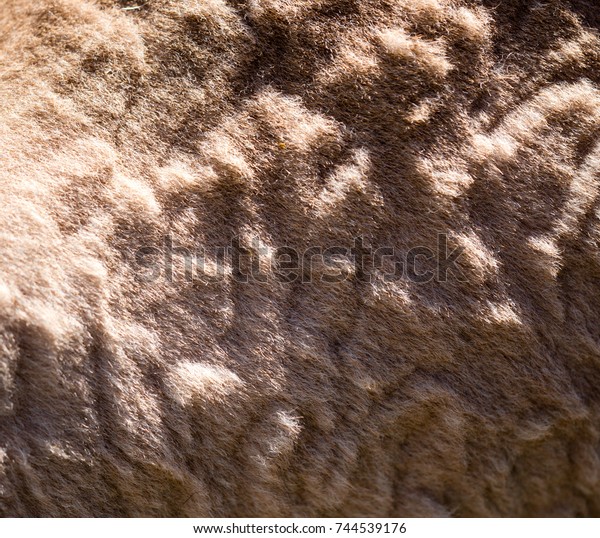 Ram Wool Background Stock Photo 744539176 | Shutterstock