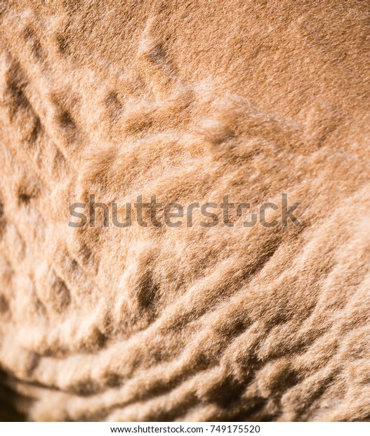 Ram Wool Background Stock Photo 749175520 | Shutterstock