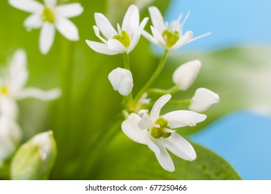 Ramsons Stock Photo 677250466 | Shutterstock