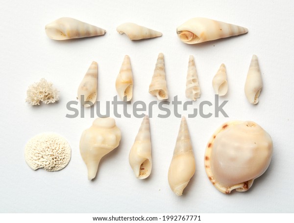 Range Various Auger Melon Seashells Shot Stock Photo 1992767771 ...