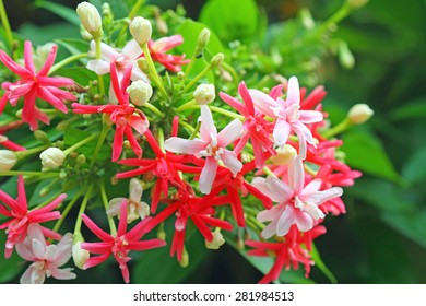 Rangoon Creeper On Tree Stock Photo 1154302669 | Shutterstock