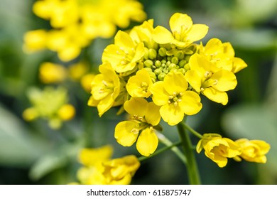 Rape Flower Spring Stock Photo 615875747 | Shutterstock