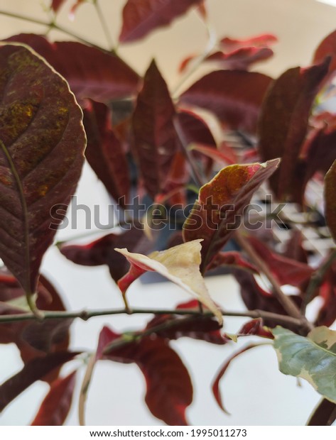 Rare Click Leaf Back Side Leaf Stock Photo 1995011273 | Shutterstock
