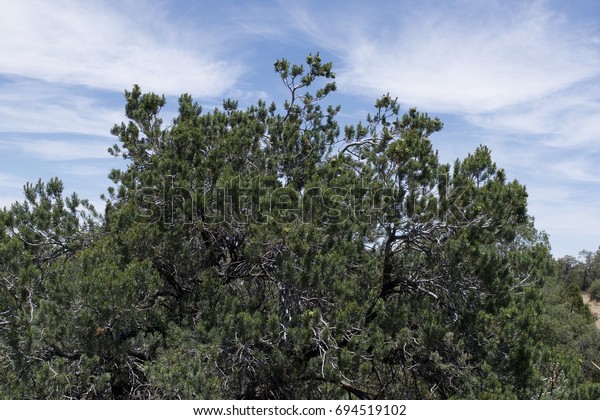 Rare Desert Pine Tree Stock Photo 694519102 | Shutterstock