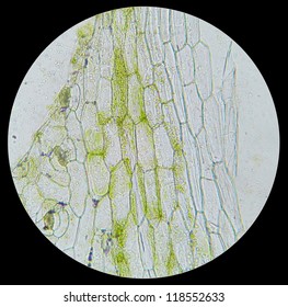 Rare Educational Material Under Microscope Section Stock Photo ...