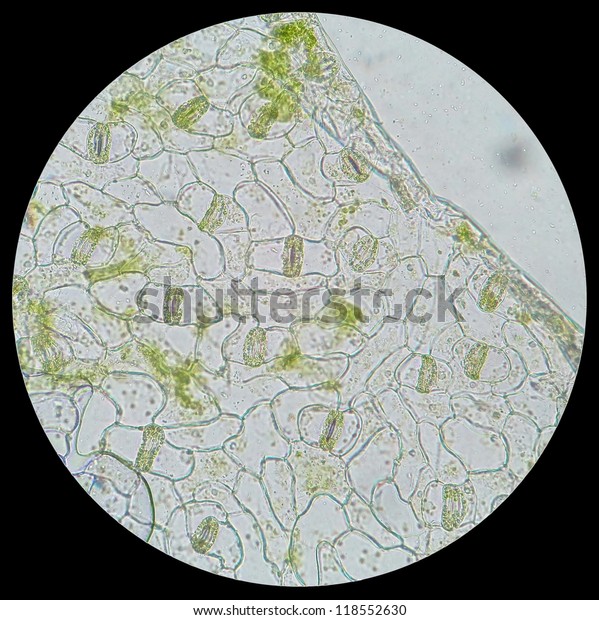Rare Educational Material Under Microscope Section Stock Photo ...