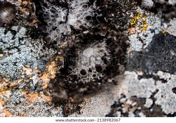 Rare Macro Texture Tree Stock Photo 2138982067 | Shutterstock