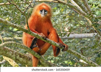 4,373 Red tailed monkey Images, Stock Photos & Vectors | Shutterstock