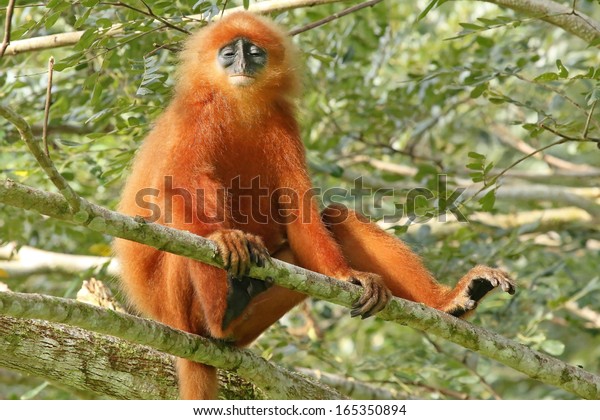 Rare Red Maroon Leaf Monkey Presbytis Stock Photo 165350894 | Shutterstock