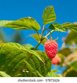 25,045 Red raspberry bushes Images, Stock Photos & Vectors | Shutterstock