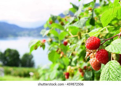 22,475 Raspberry farm Images, Stock Photos & Vectors | Shutterstock