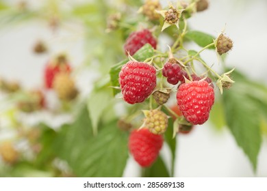 10,734 Raspberry field Images, Stock Photos & Vectors | Shutterstock