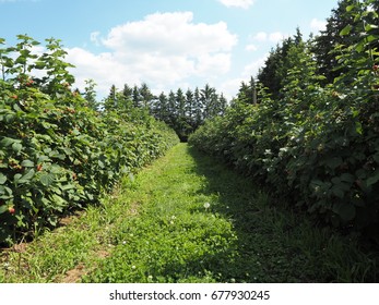 10,734 Raspberry field Images, Stock Photos & Vectors | Shutterstock