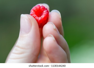 First Raspberries in Woman Hand Free Stock Photo | picjumbo