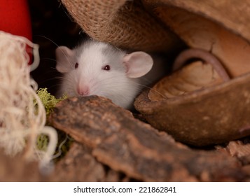 67 Hairless house mouse Images, Stock Photos & Vectors | Shutterstock