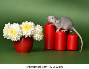 67 Hairless house mouse Images, Stock Photos & Vectors | Shutterstock