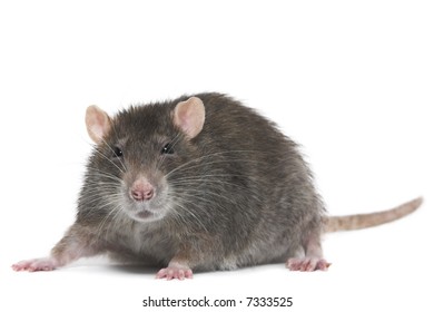 Rat Stock Photo 7333525 | Shutterstock